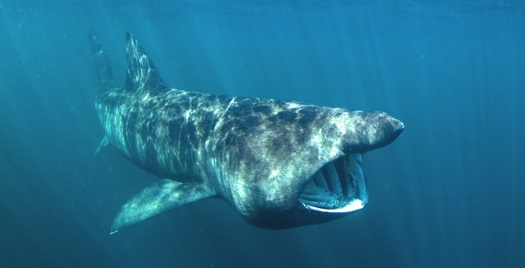 More sharks of Puget Sound | Encyclopedia of Puget Sound