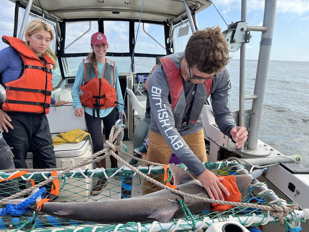 Discovery of soupfin shark surprises researchers | Encyclopedia of ...