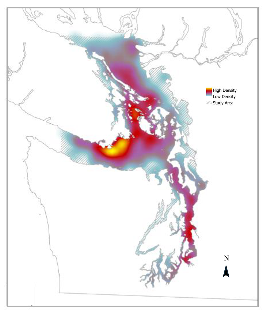Humpback whales of the Salish Sea | Encyclopedia of Puget Sound
