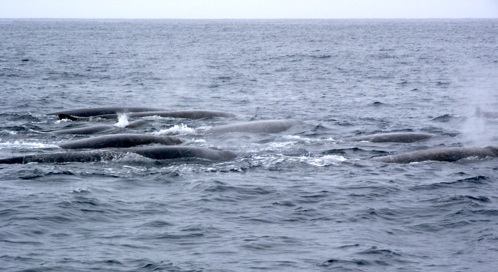 Baird’s beaked whale | Encyclopedia of Puget Sound