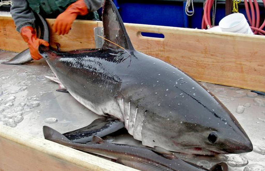 More sharks of Puget Sound | Encyclopedia of Puget Sound