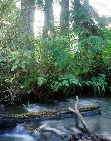 King County rivers and streams | Encyclopedia of Puget Sound
