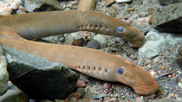 Encyclopedia of Puget Sound