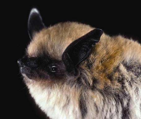 California Myotis (Myotis californicus) | Encyclopedia of Puget Sound