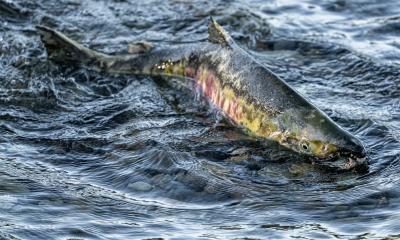 Magazine | Encyclopedia of Puget Sound