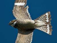 Species of the Puget Sound and Salish Sea regions | Encyclopedia of ...