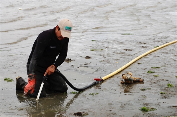 Effects of geoduck aquaculture on the environment—a synthesis of ...